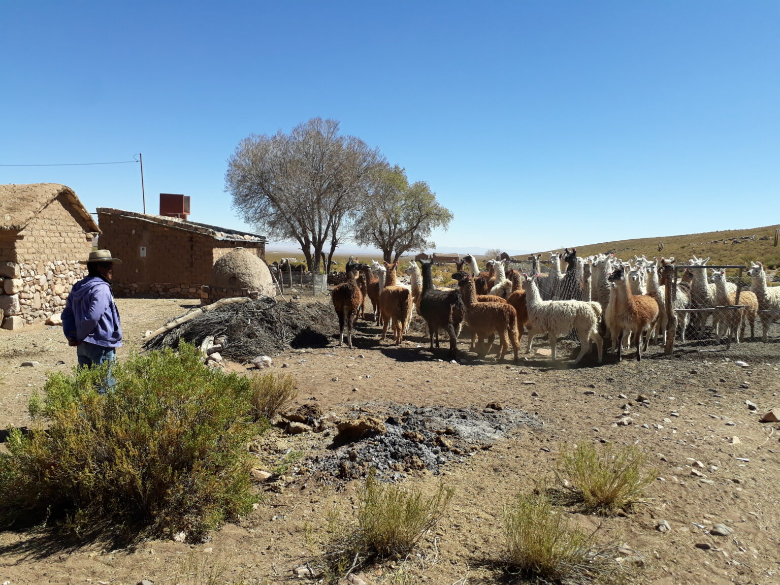 Red Puna, la primera planta de chacinados y embutidos de carne de llama ...