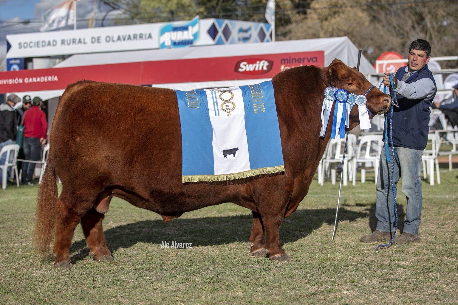 Angus: El Gran Campeón de la Exposición Primavera fue para Inambú – El ...