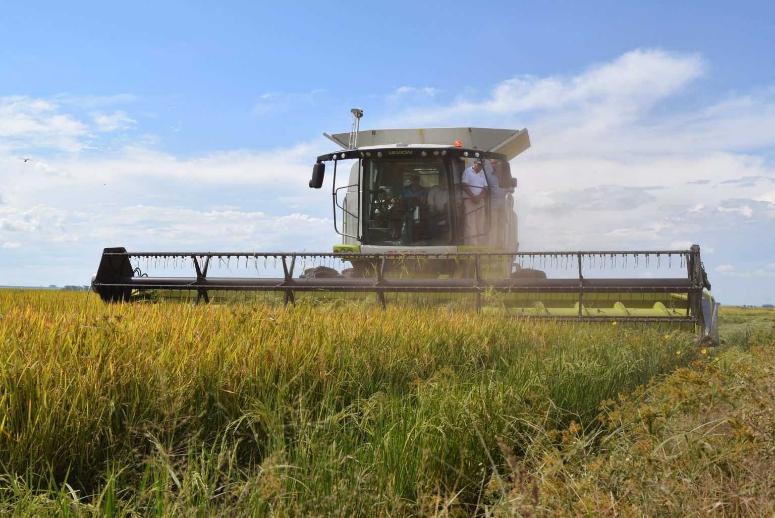 Corrientes se prepara para la cosecha de arroz más baja del siglo ...