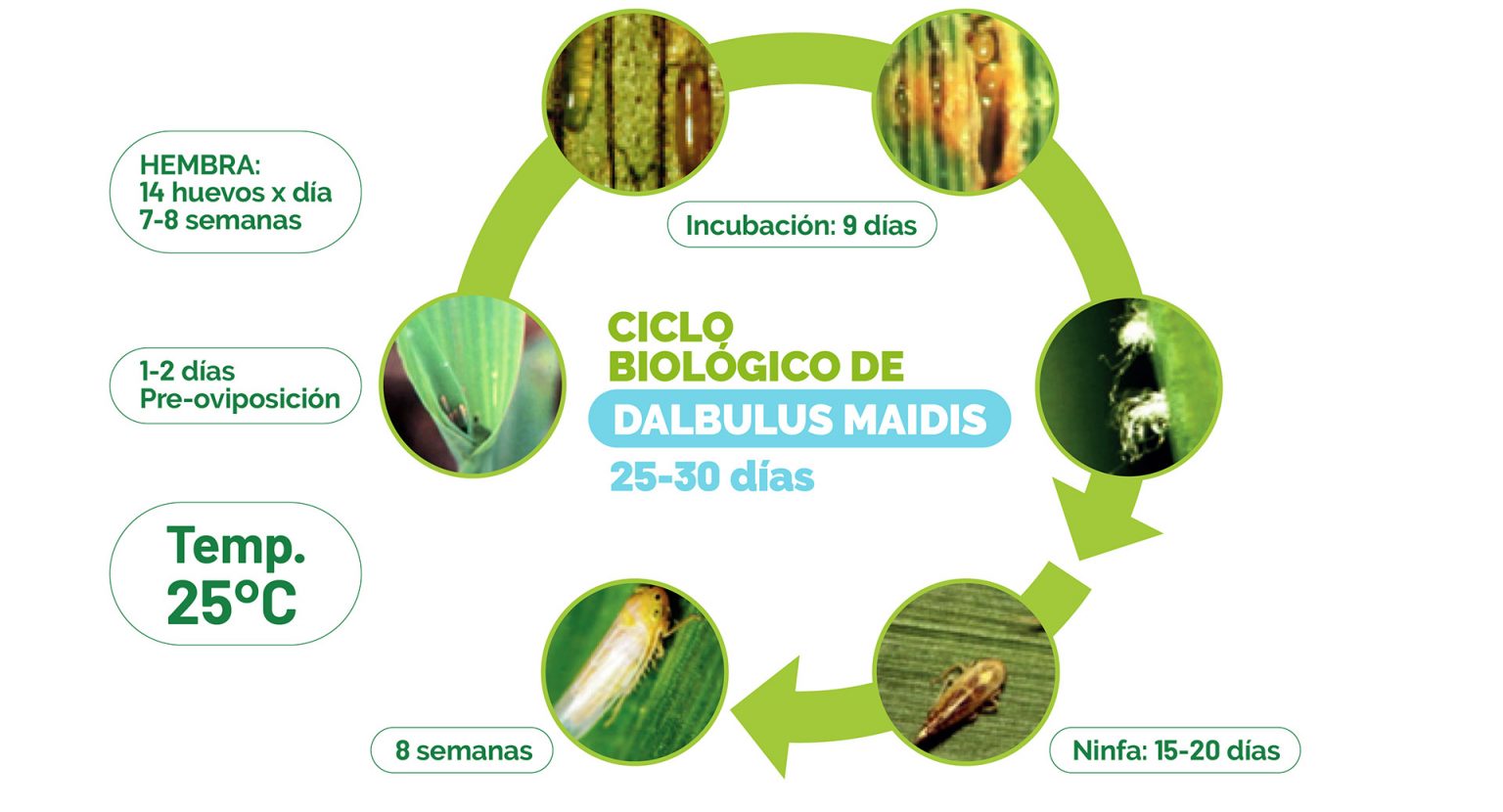 Plaga de chicharrita del maíz: Claves a tener en cuenta - Expoagro ...