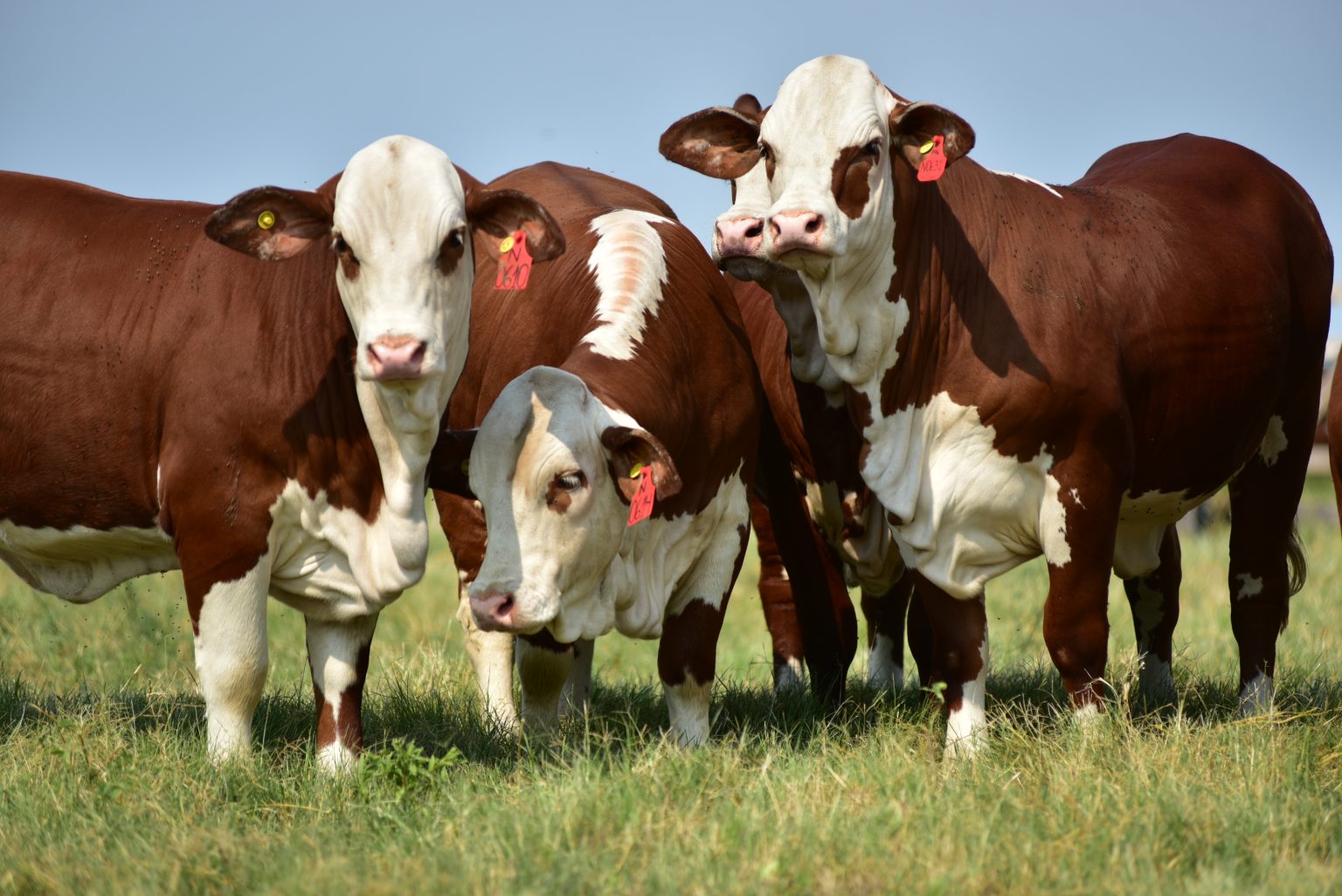 Se viene el Mundial de la raza Braford - Expoagro - Edición YPF Agro