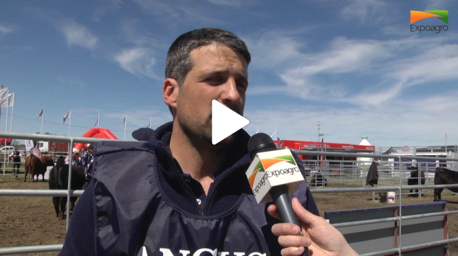 "En Angus hay espacio para todos" - Expoagro - Edición YPF Agro