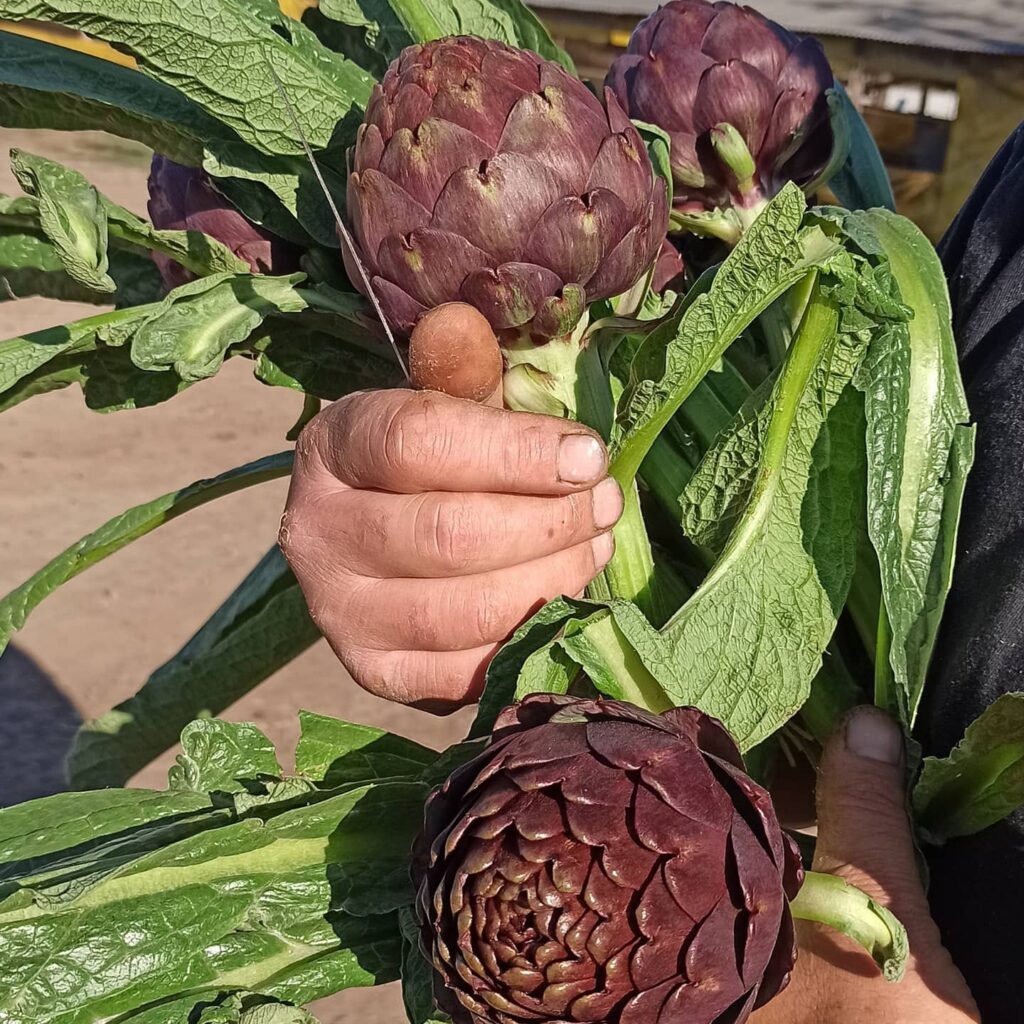 Alcaucil, la flor que vino a ofrecer su corazón - Expoagro - Edición ...