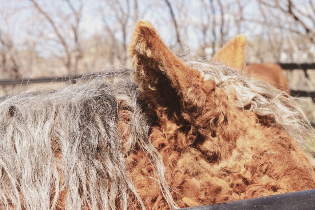 En Maquinchao se crían los últimos caballos con rulos de América del ...
