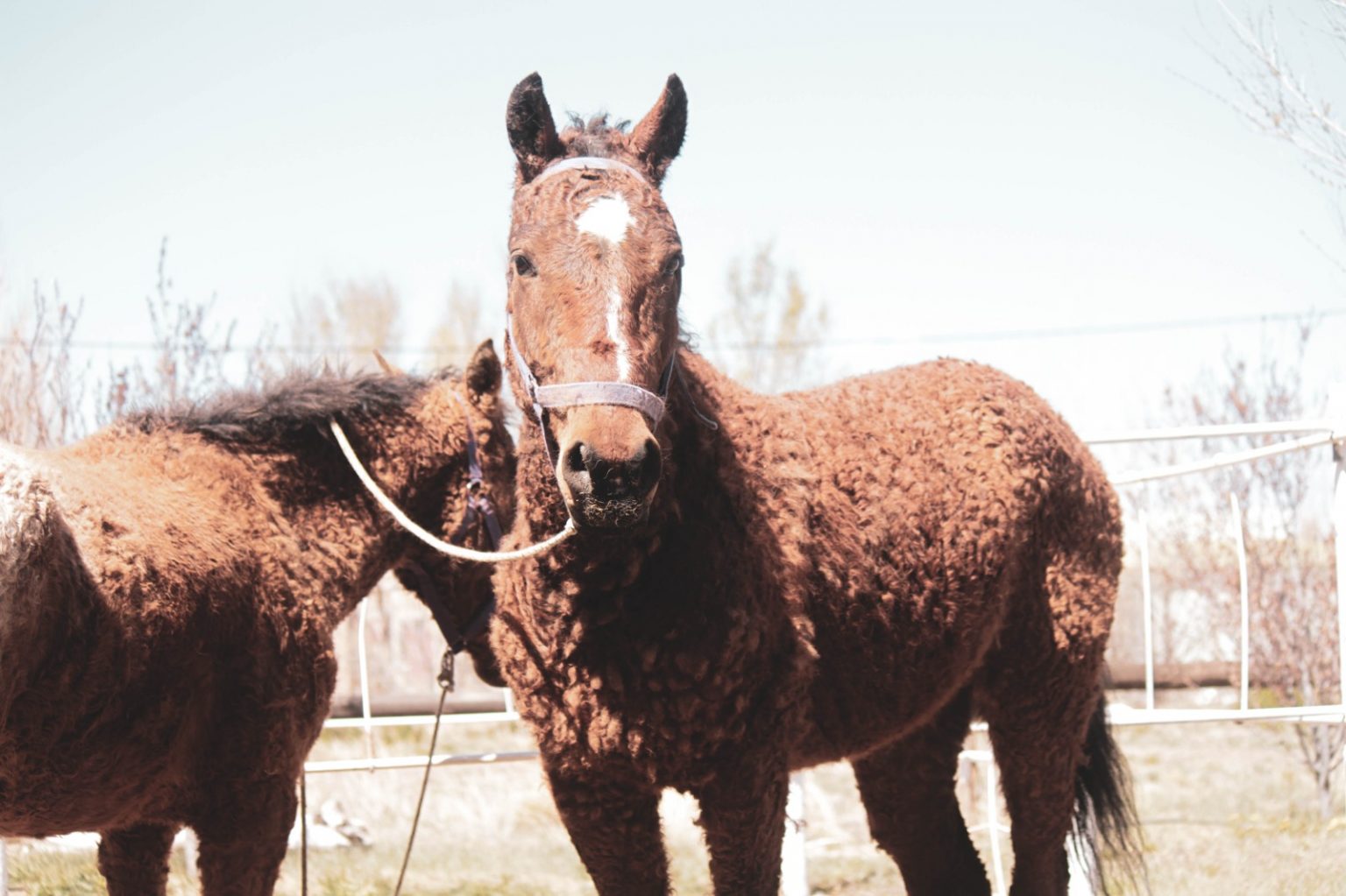 En Maquinchao se crían los últimos caballos con rulos de América del ...