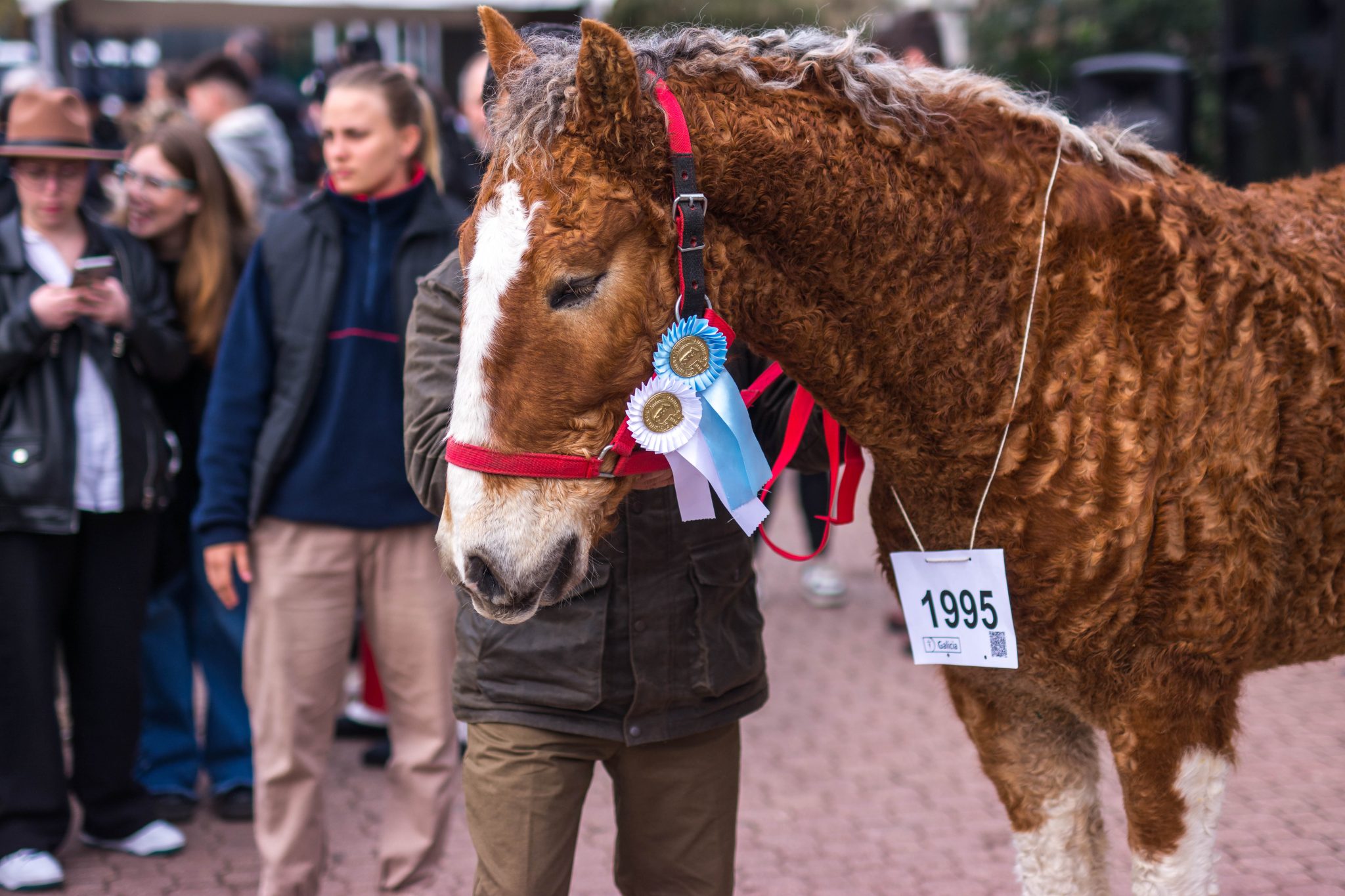 En Maquinchao se crían los últimos caballos con rulos de América del ...