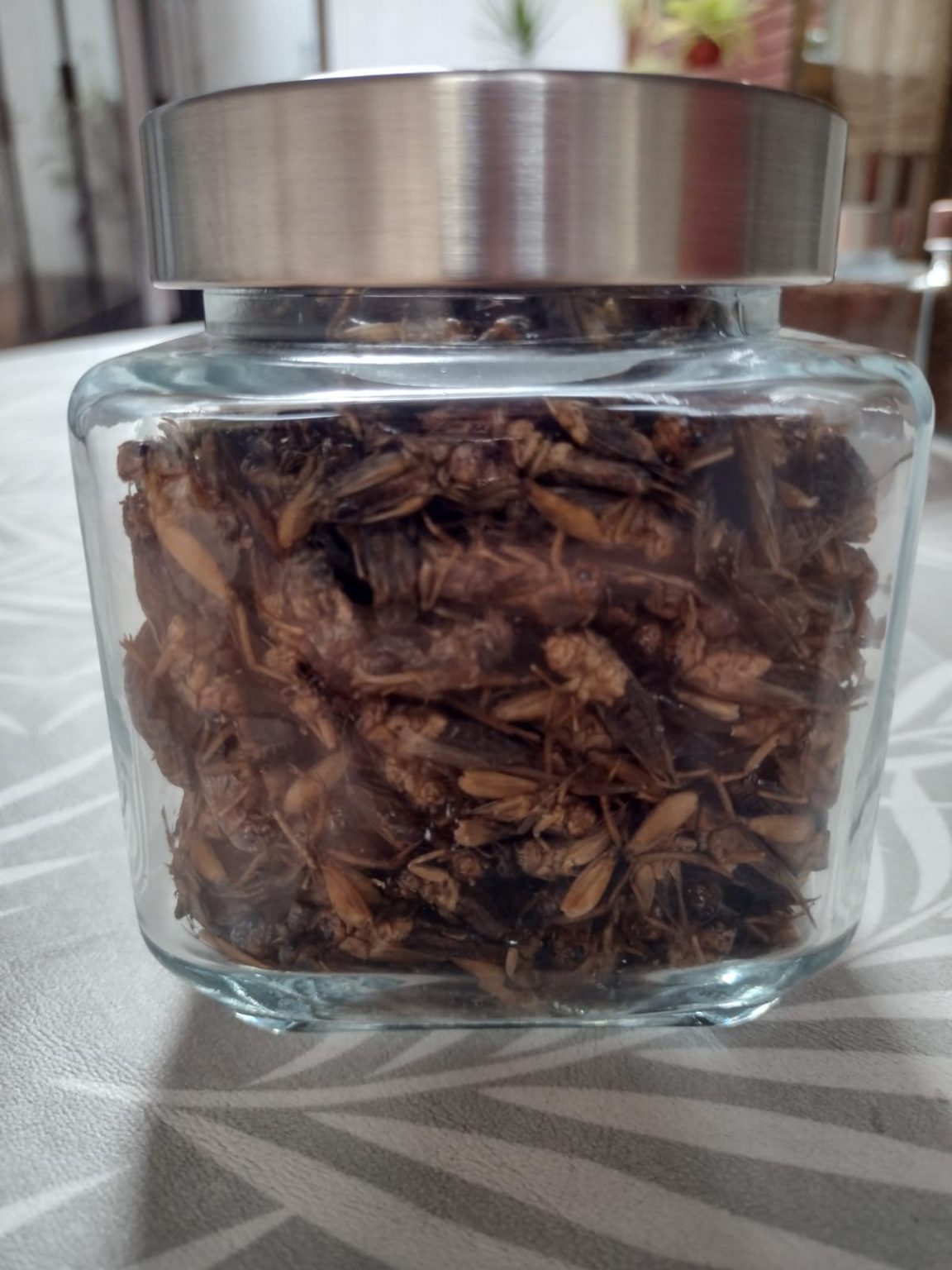 Argentina, a pasos de comercializar Harina de Insectos, muy rica en ...