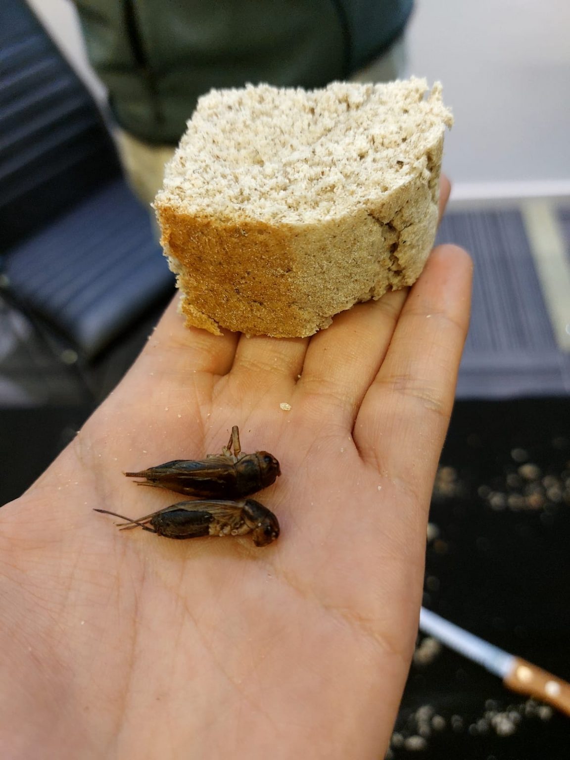 Argentina, a pasos de comercializar Harina de Insectos, muy rica en ...
